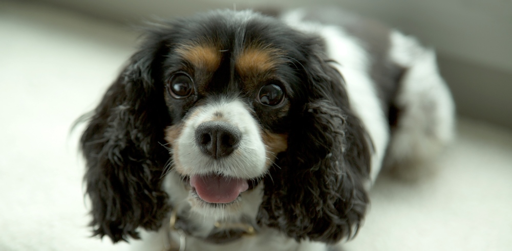 Welcome to Windy City Paws - Windy City Paws