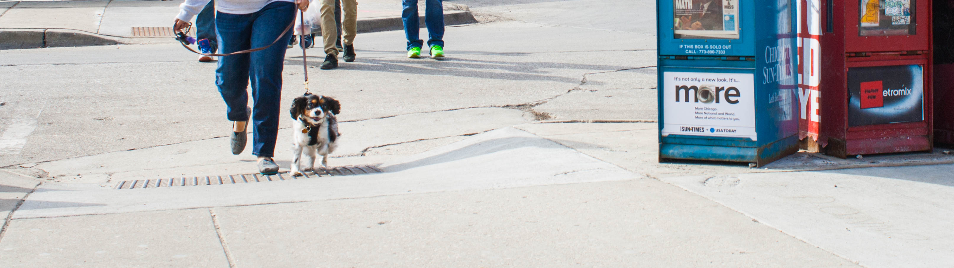 FAQ - Windy City Paws