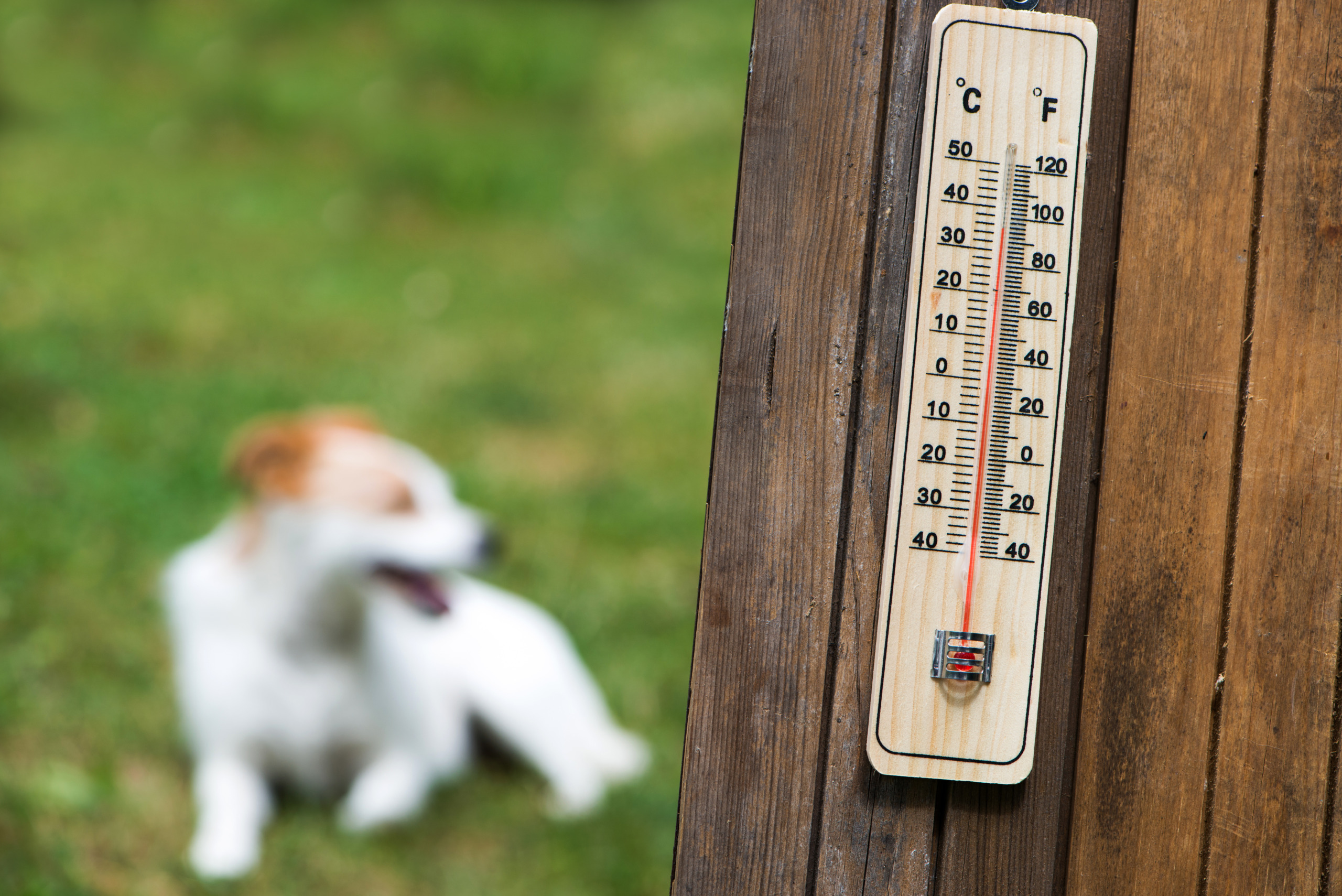 Walking Your Dog During Chicago Heat Waves - Windy City Paws