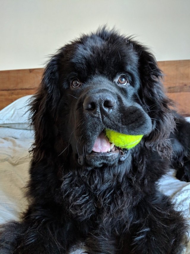 Pet Spotlight: Lloyd - Windy City Paws