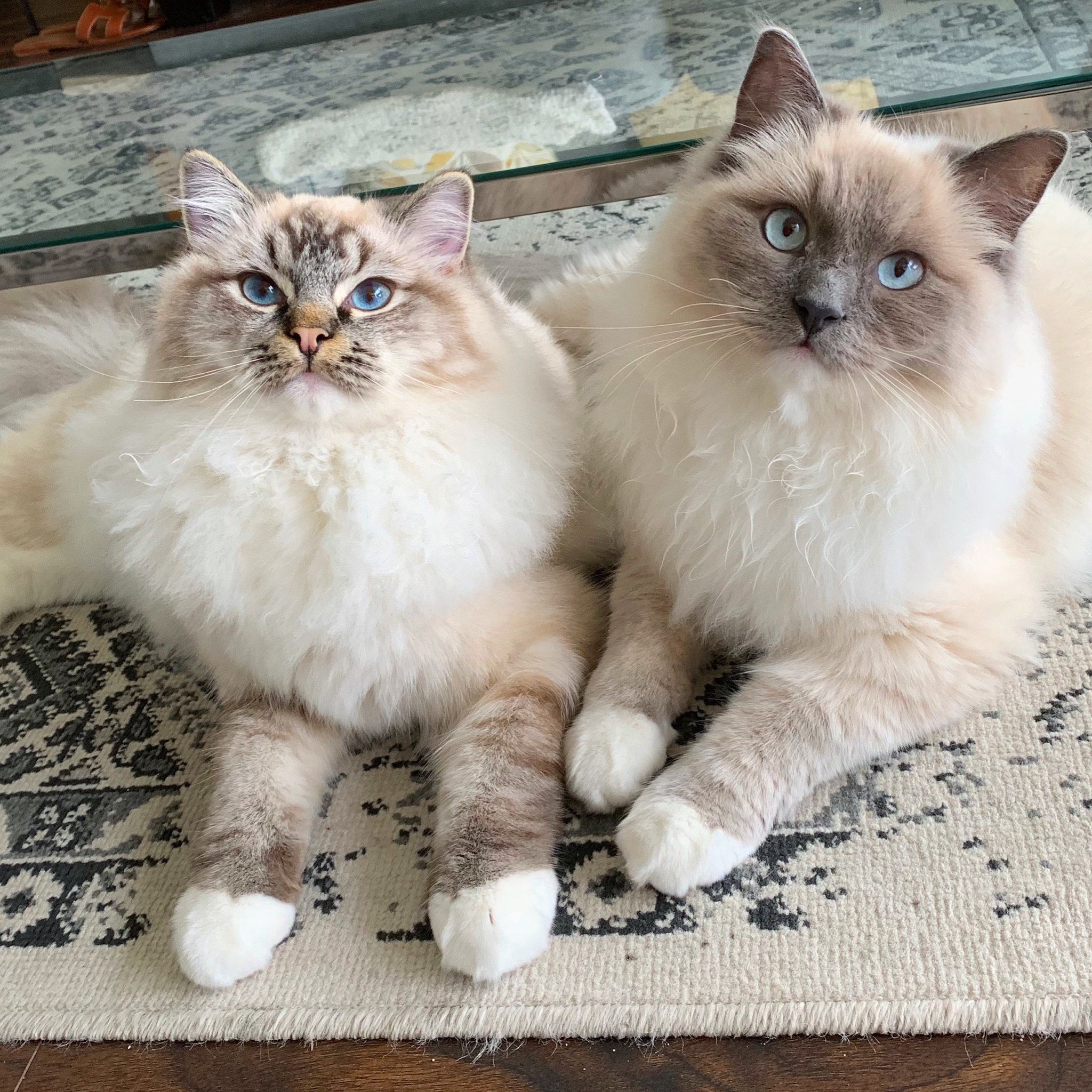 Pet Spotlight- Barney & Bo - Windy City Paws