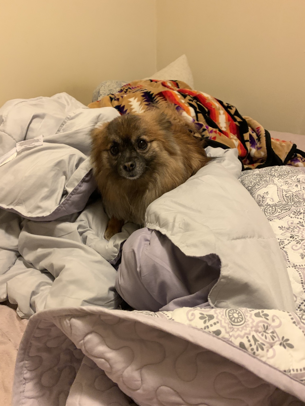 Pet Spotlight: Bandit - Windy City Paws